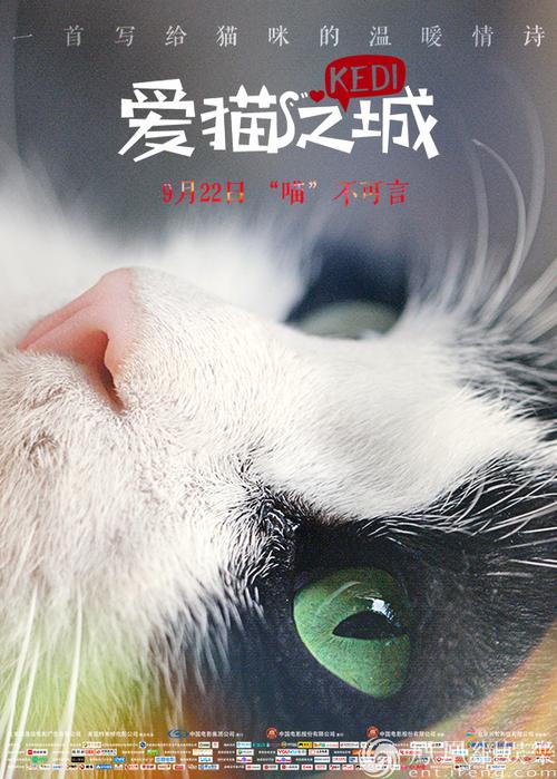 猫咪电影视频观看缩略图