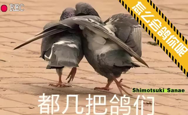 两个鸽子表情包图标