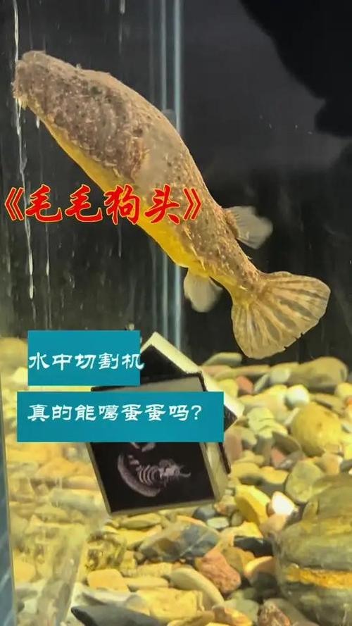 那种狗头鱼最凶图标