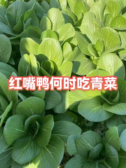 鸭子天天吃青菜好吗图标