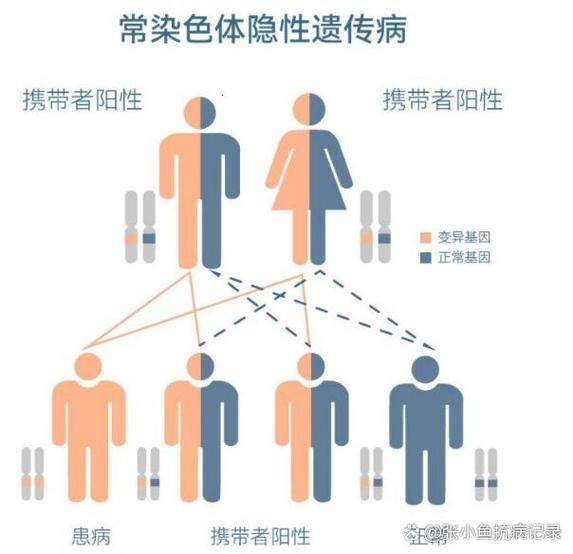黄化公和珍珠母的基因携带情况