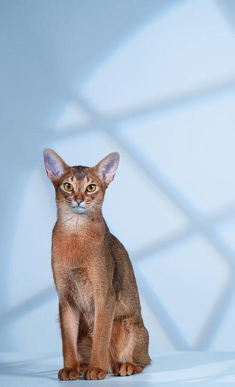 阿比西尼亚猫多少钱一只图标