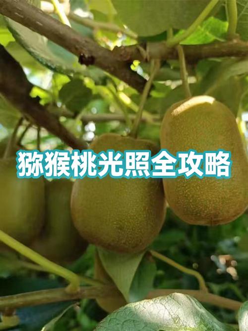 植物大战僵尸里的猕猴桃怎么获得图标