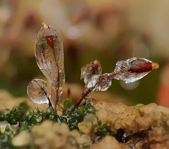 生物的生殖和发育知识点图标
