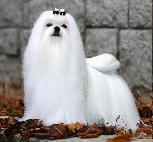 马尔济斯犬图标