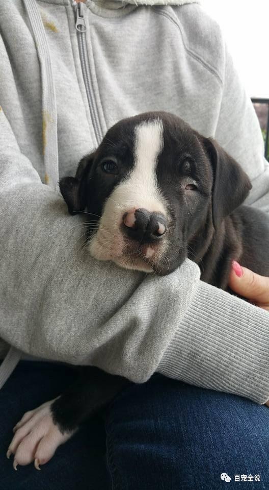 小比特犬图标