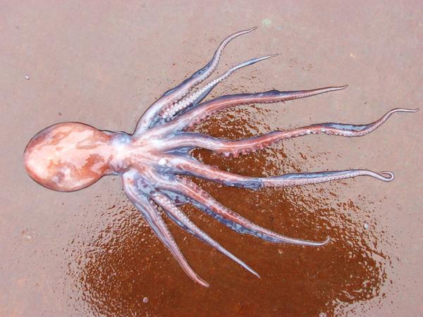 Octopus 八爪鱼图标