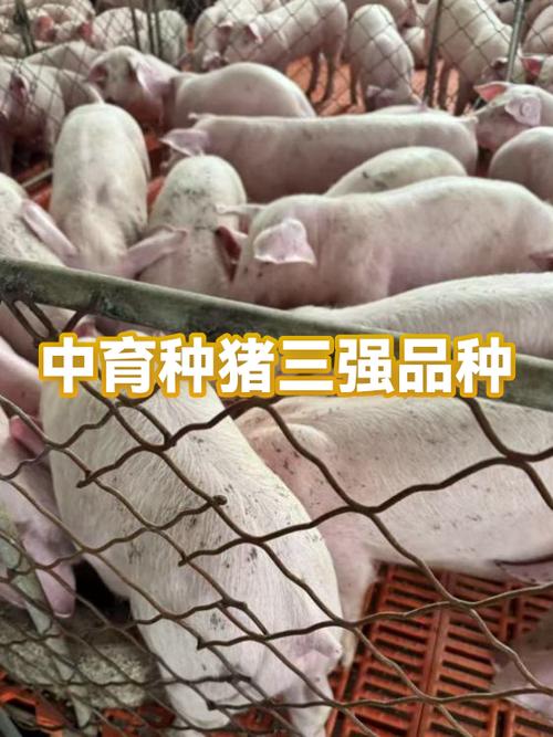 猪的特长是什么截图