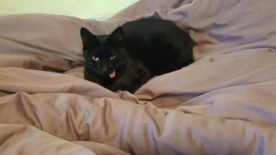 黑猫小说下载安装免费图标