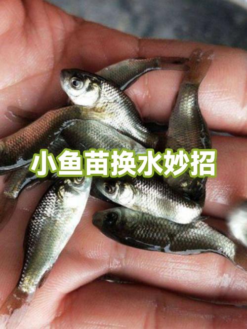 小鱼多少钱一条图标