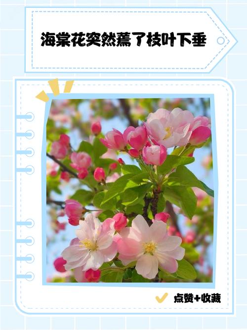 海棠突然买不了文的原因图标