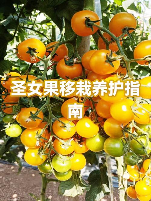 圣女果盆栽种植方法图标