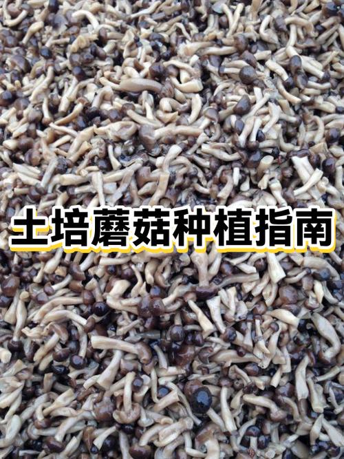 蘑菇种子怎么种植图标