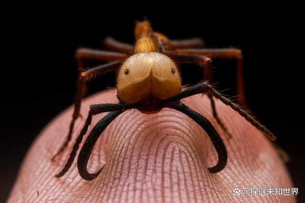 森蚺能把大象勒死吗图标