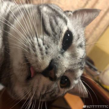 tc～小猫在哪里直播图标