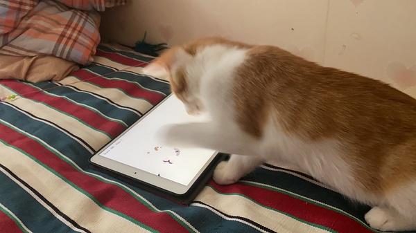 PeppyCat官方下载