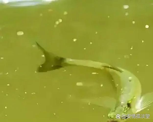 鱼的寿命是多长时间图标