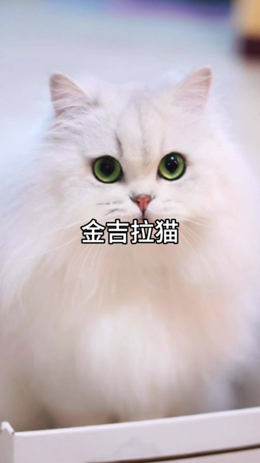小橘猫多少钱图标