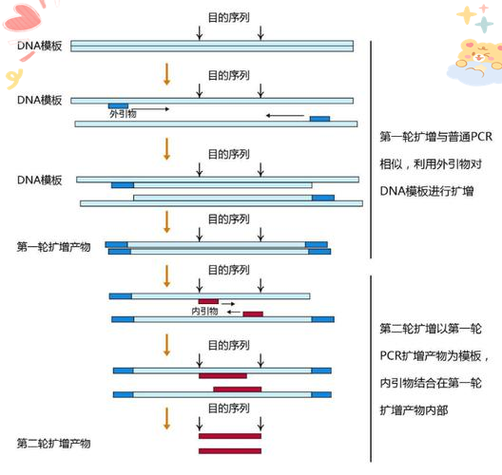 rt-PCR技术原理