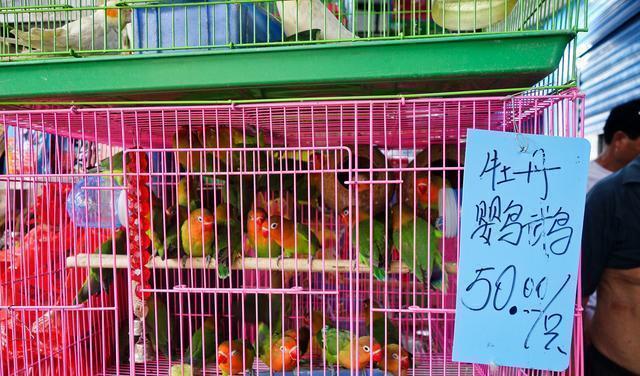 花鸟市场买宠物图标