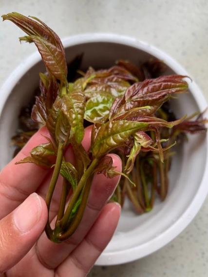 肺结节能吃香椿吗图标