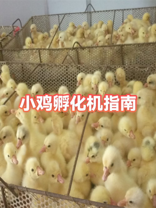 全自动孵化机孵鸡教程游戏截图