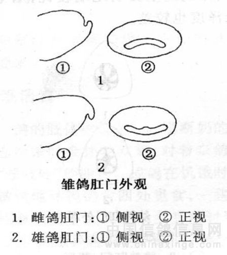 鸽子公母口诀大全图标