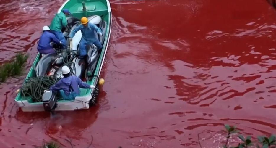 海豚湾图片截图