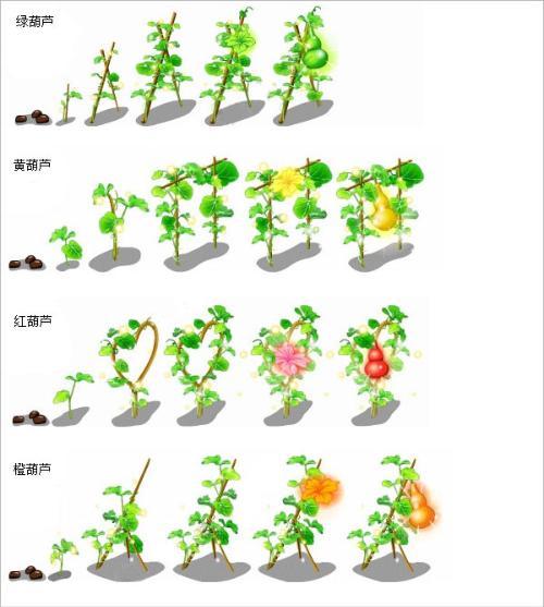 葫芦生长过程图标