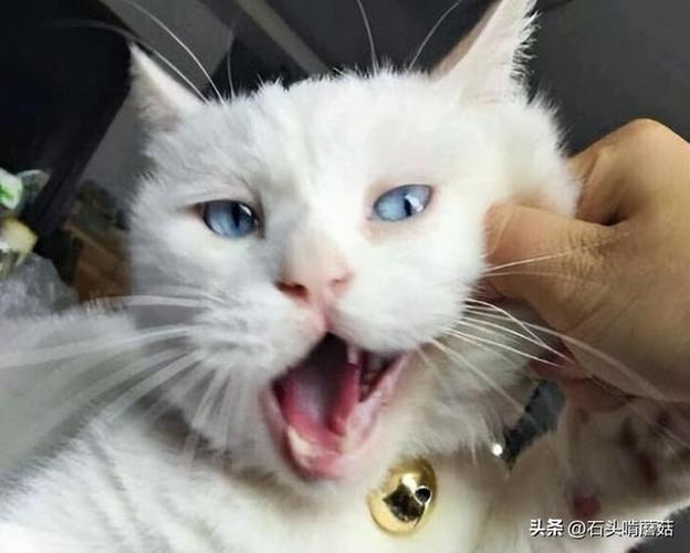 把猫关在笼子会恨你吗