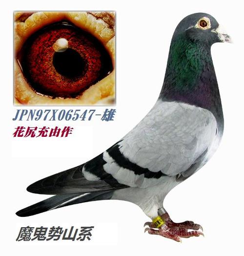 鸽子是招邪还是辟邪图标