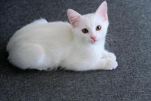 白色猫截图