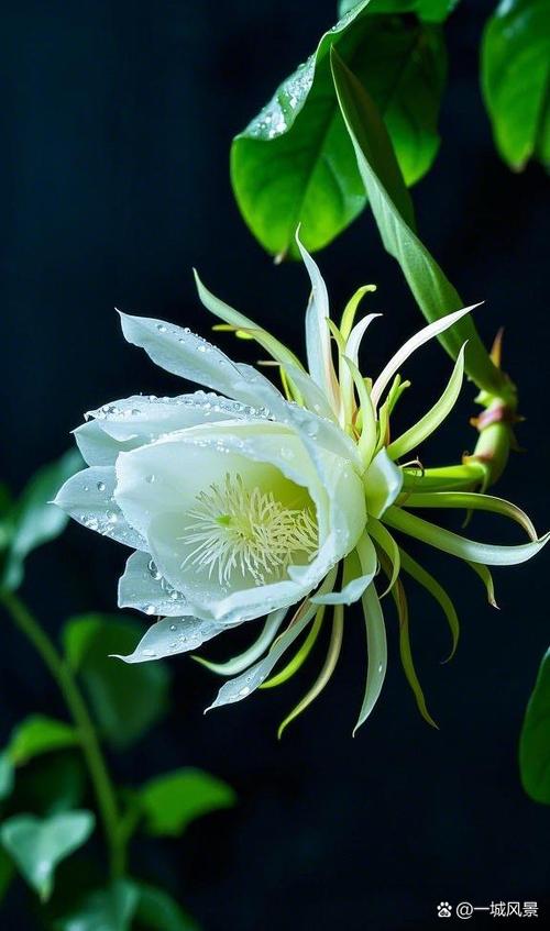 昙花精灵黑化东方桃子图标