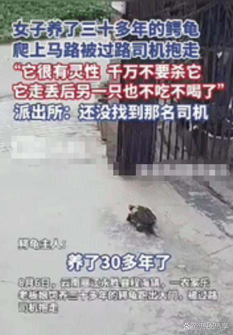 乌龟在家里消失了