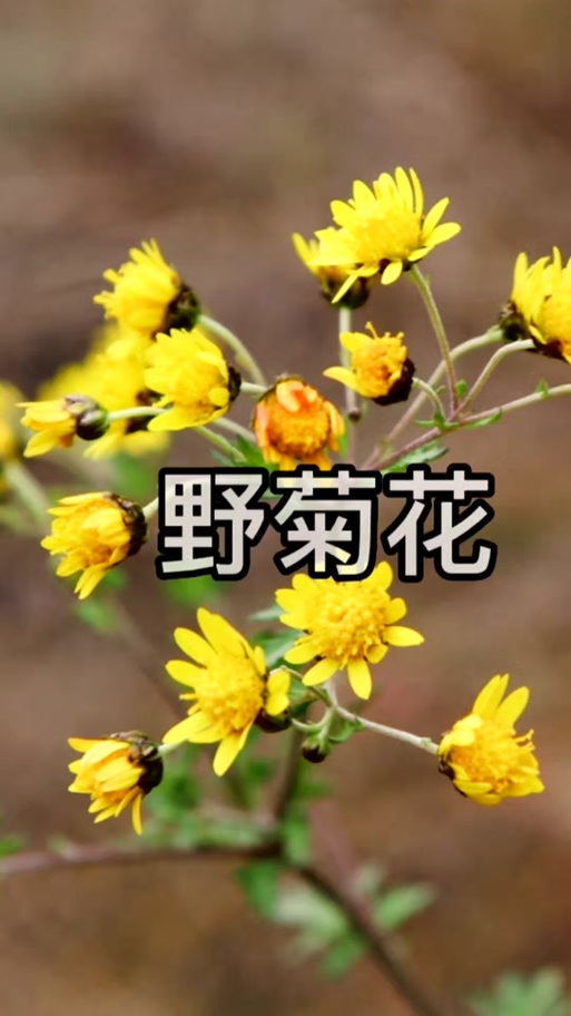 野菊花寓意和象征意义图标