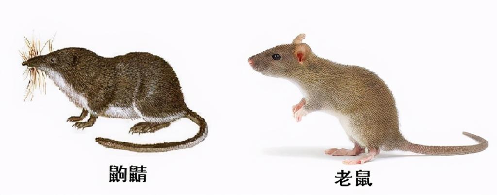 耗子暗指什么男女关系截图