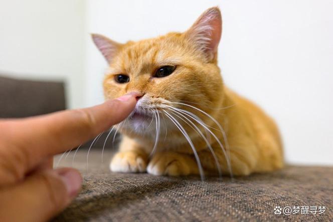 猫最讨厌什么味道一闻就跑开