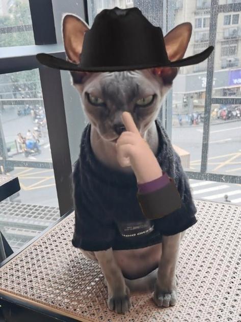 模仿猫的手势图标