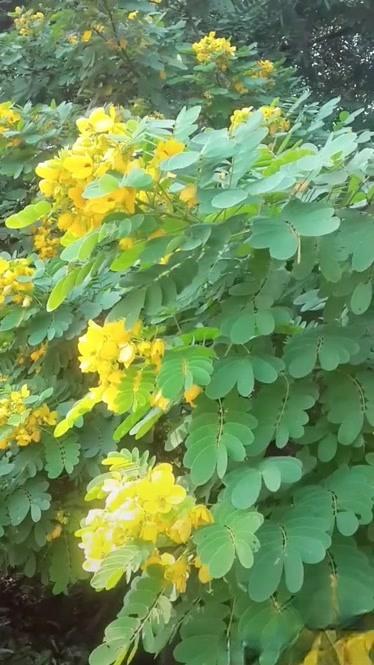 花儿在线观看全集高清免费观看图标