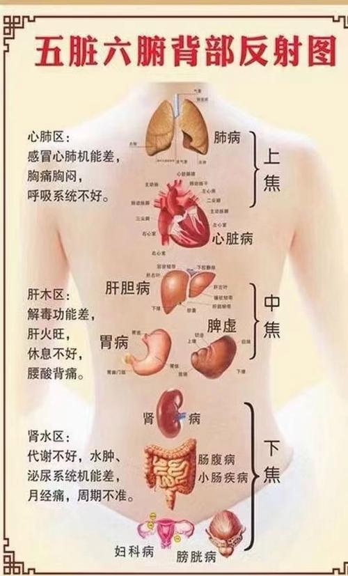 人体构造图五脏六腑图标