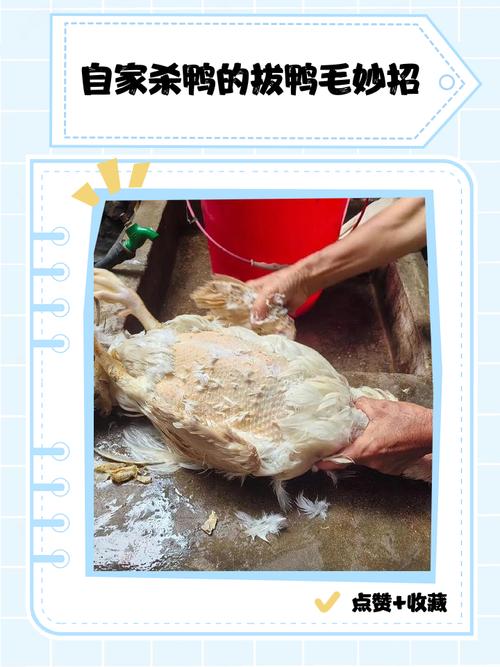 杀鹅技巧视频教程全集