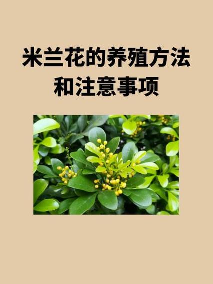 米兰花的正确养殖方法截图