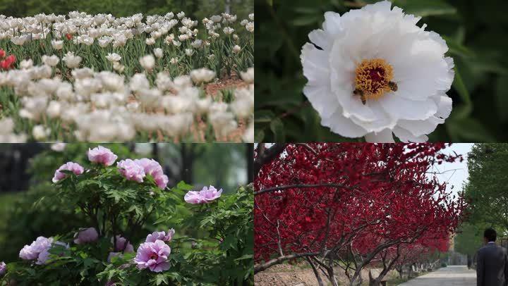 百花视频图标