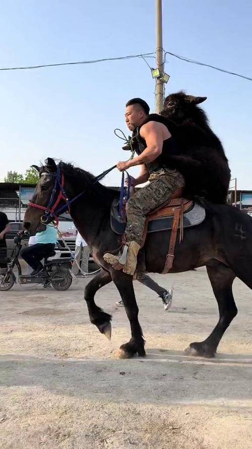 骑马赶驴歌曲名叫什么图标