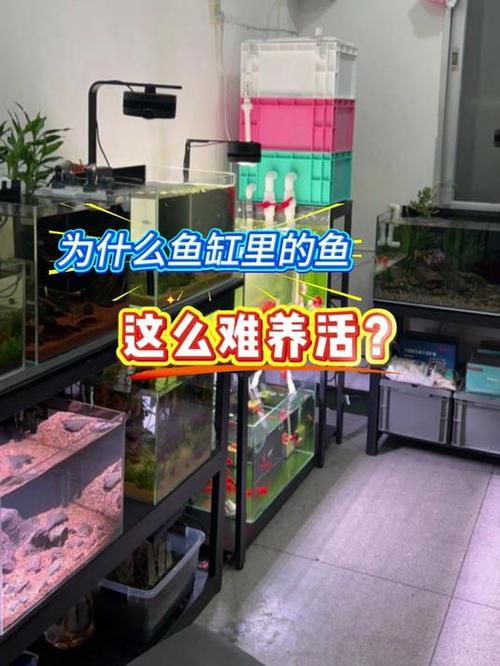 为啥鱼养不活图标