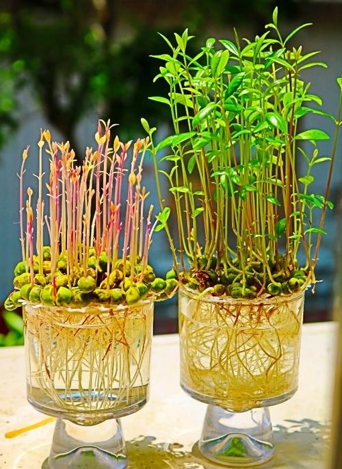 盆栽桃子怎么种植图标