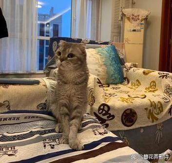 三只猫一起养可以一起养么截图