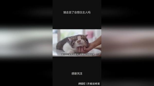 猫丢了会感应主人在找他吗