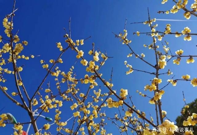 云上梅花图标