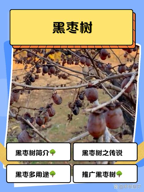 黑白2能种树果吗截图